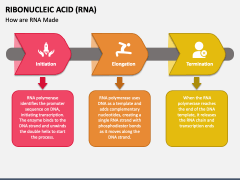Ribonucleic Acid (RNA) PowerPoint and Google Slides Template - PPT Slides
