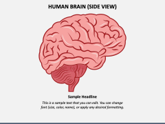 Human Brain Illustration for PowerPoint and Google Slides - PPT Slides