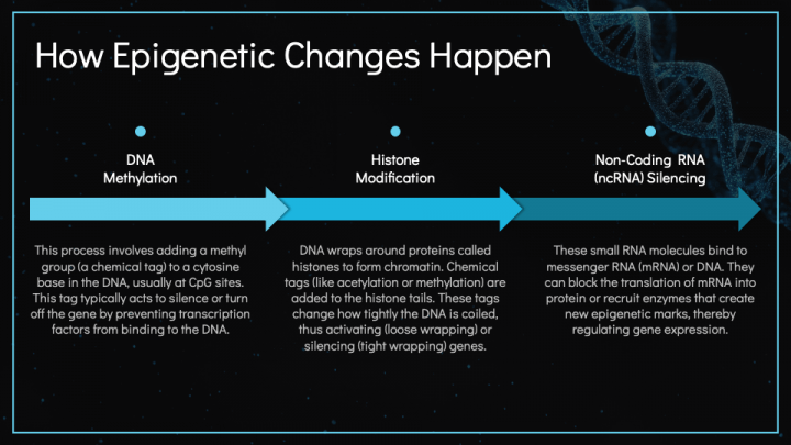 Epigenetics PowerPoint and Google Slides Template - PPT Slides