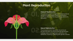 Free - Botany Lesson Presentation for PowerPoint and Google Slides ...