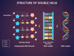 Double Helix PowerPoint Template and Google Slides Theme - PPT Slides