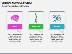 Central Nervous System PowerPoint and Google Slides Template - PPT Slides