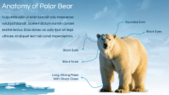 Free - Polar Bears Theme for PowerPoint and Google Slides - PPT Slides