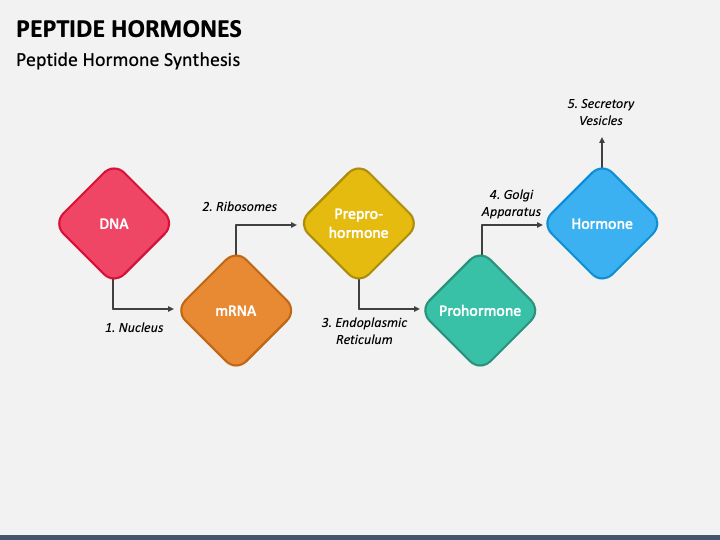 Peptide Hormones PowerPoint and Google Slides Template - PPT Slides