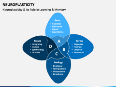 Neuroplasticity PowerPoint and Google Slides Template - PPT Slides