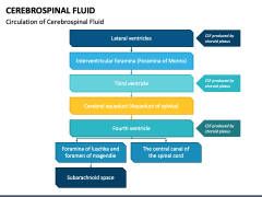 Cerebrospinal Fluid PowerPoint and Google Slides Template - PPT Slides