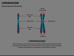 chromosome structure ppt