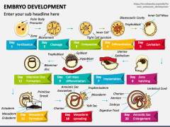 Embryo Development PowerPoint and Google Slides Template - PPT Slides