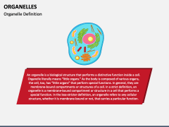 Organelles PowerPoint and Google Slides Template - PPT Slides