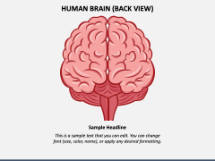 Human Brain Illustration for PowerPoint and Google Slides - PPT Slides