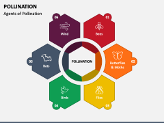 Pollination PowerPoint and Google Slides Template - PPT Slides