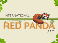 Free - International Red Panda Day PowerPoint Template and Google ...