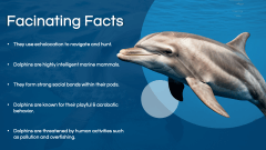 Free - Dolphin Presentation for PowerPoint and Google Slides - PPT Slides