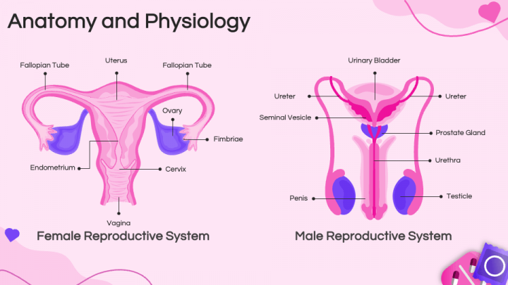 Free - Sex Education Workshop for PowerPoint and Google Slides - PPT Slides