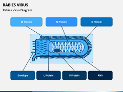 Rabies Virus PowerPoint and Google Slides Template - PPT Slides
