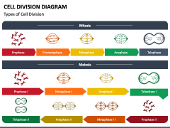 Cell Division Diagram PowerPoint and Google Slides Template - PPT Slides