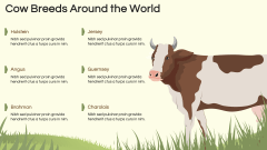 Free - Cow Presentation for PowerPoint and Google Slides - PPT Slides