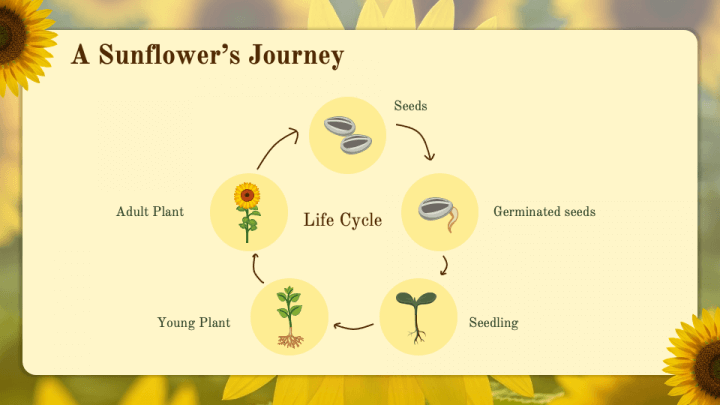 Free - Sunflower Theme for PowerPoint and Google Slides - PPT Slides