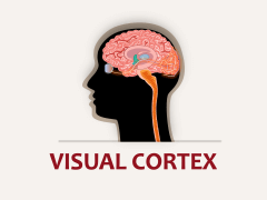 Visual Cortex PowerPoint and Google Slides Template - PPT Slides