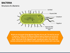 Bacteria PowerPoint and Google Slides Template - PPT Slides