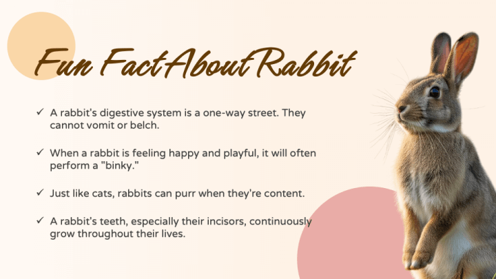 Free - Rabbit Presentation Theme for PowerPoint and Google Slides - PPT ...