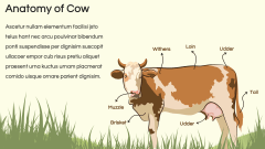 Free - Cow Presentation for PowerPoint and Google Slides - PPT Slides