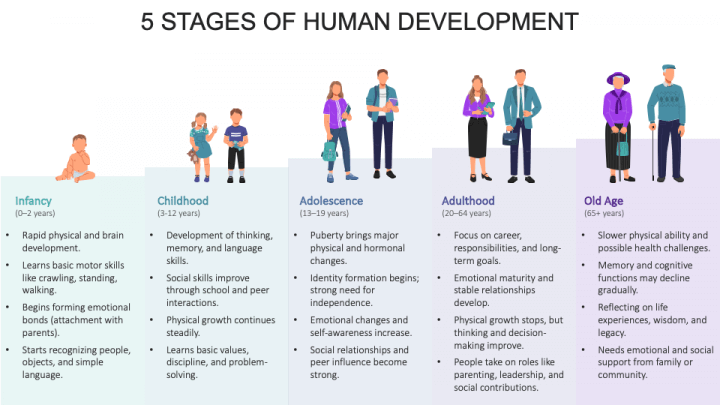 5 Stages of Human Development PowerPoint and Google Slides Template ...