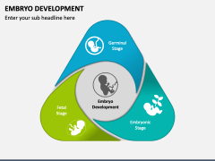 Embryo Development PowerPoint and Google Slides Template - PPT Slides