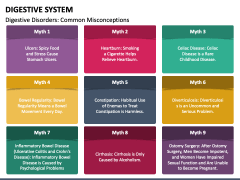 Digestive System PowerPoint and Google Slides Template - PPT Slides