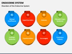 Endocrine System PowerPoint and Google Slides Template - PPT Slides