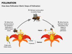 Pollination PowerPoint and Google Slides Template - PPT Slides