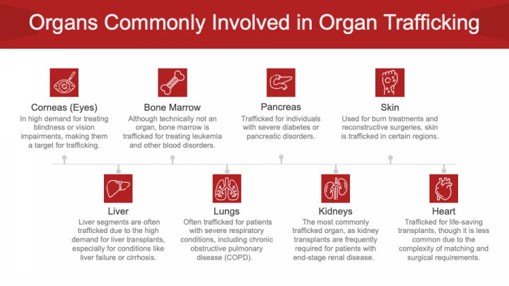 Organ Trafficking PowerPoint and Google Slides Template - PPT Slides