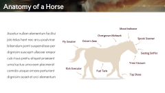 Free - Horse Presentation for PowerPoint and Google Slides - PPT Slides