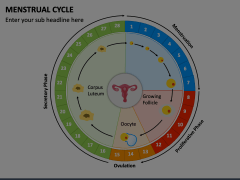 Free Menstrual Cycle PPT - PowerPoint and Google Slides Template