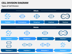 Cell Division Diagram PowerPoint and Google Slides Template - PPT Slides