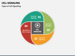 Cell Signaling PowerPoint and Google Slides Template - PPT Slides