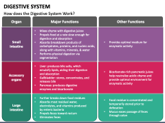 Digestive System PowerPoint and Google Slides Template - PPT Slides