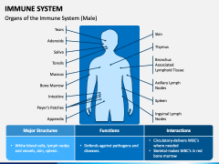 Immune System PowerPoint and Google Slides Template - PPT Slides