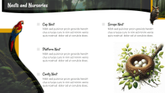 Free - Birds Presentation for PowerPoint and Google Slides - PPT Slides