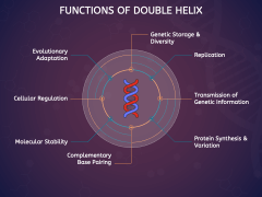 Double Helix PowerPoint Template and Google Slides Theme - PPT Slides