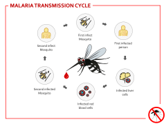 Free - World Malaria Day PowerPoint Template and Google Slides Theme