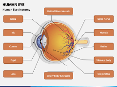 Human Eye for PowerPoint and Google Slides - PPT Slides