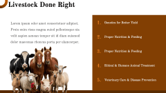 Free - Livestock Theme for PowerPoint and Google Slides - PPT Slides