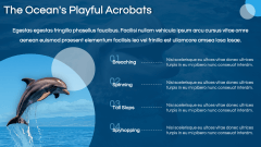 Free - Dolphin Presentation for PowerPoint and Google Slides - PPT Slides