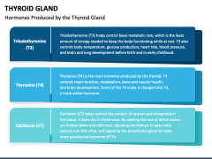 Thyroid Gland PowerPoint and Google Slides Template - PPT Slides