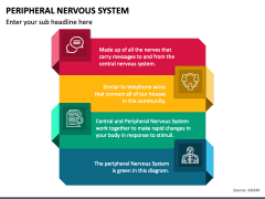 Peripheral Nervous System PowerPoint and Google Slides Template - PPT ...