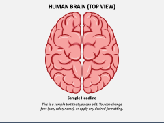 Human Brain Illustration for PowerPoint and Google Slides - PPT Slides