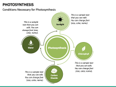 Photosynthesis PowerPoint and Google Slides Template - PPT Slides