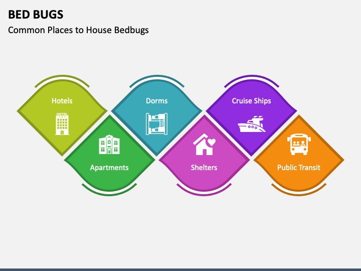 Bed Bugs PowerPoint and Google Slides Template - PPT Slides
