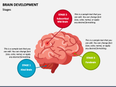 Brain Development PowerPoint and Google Slides Template - PPT Slides